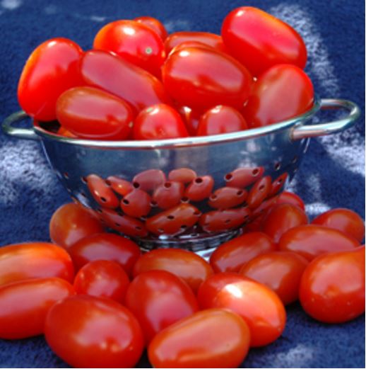 Tomato Red Grape – Harvest Farm